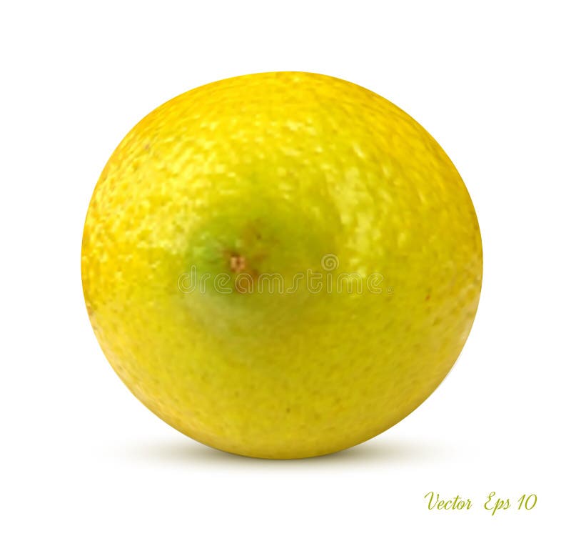 Ripe Lemon. Vector Illustration Stock Vector - Illustration of juicy ...