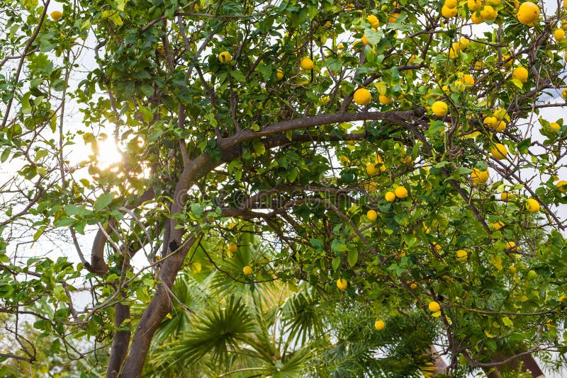 Ripe Lemons Hanging on a Tree in Greece with Sun Rays Shining through ...