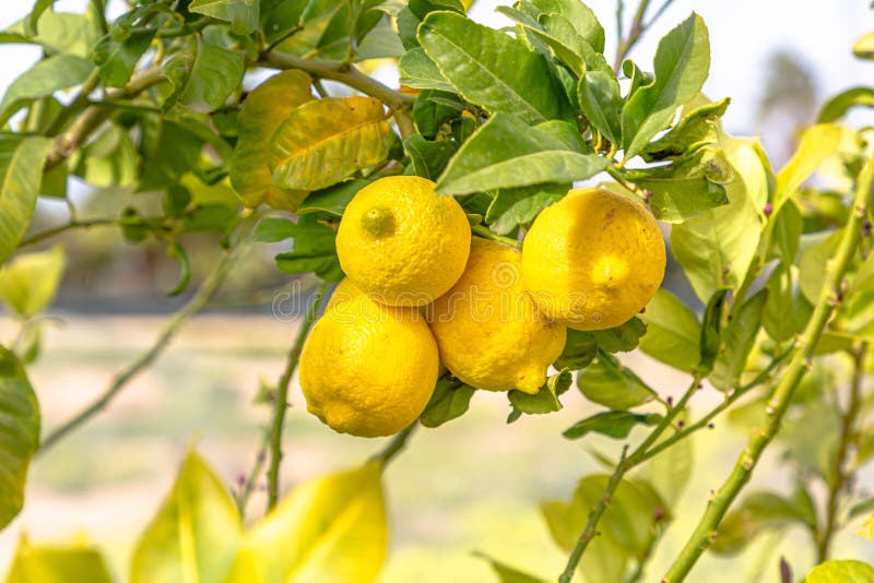 Ripe Lemons Hanging on a Tree. Growing a Lemon. Mature Lemons on Tree ...