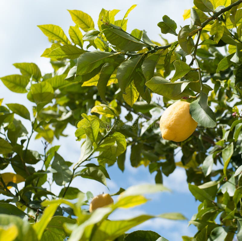 Ripe lemons on lemon tree stock image. Image of flavor - 89947911