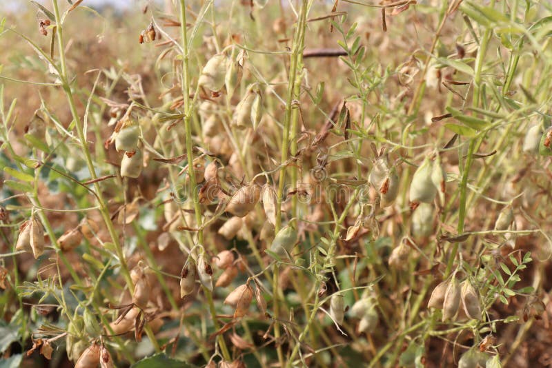 193 Lentils Tree Photos - Free & Royalty-Free Stock Photos from Dreamstime