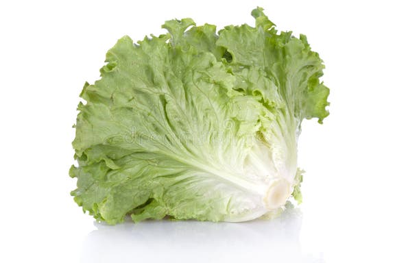 Ripe lettuce stock photo. Image of letuce, cutout, white - 9856380