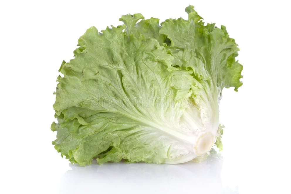 Ripe lettuce stock photo. Image of letuce, cutout, white - 9856380