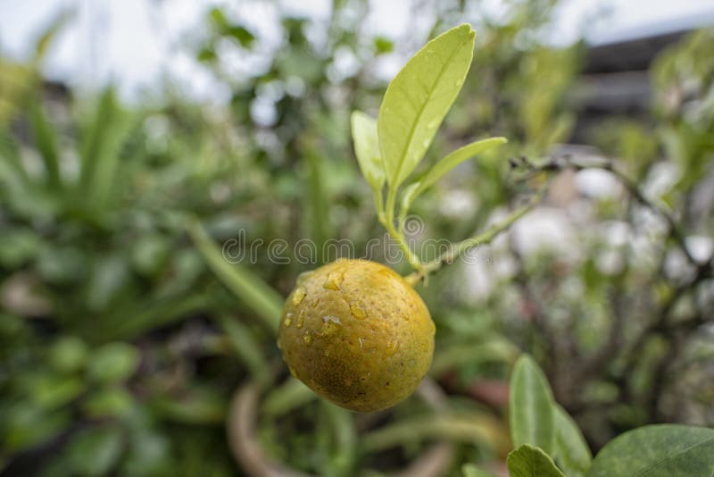 A Ripe Lime Fruit Hanging on Its Stem. Stock Photo - Image of summer ...