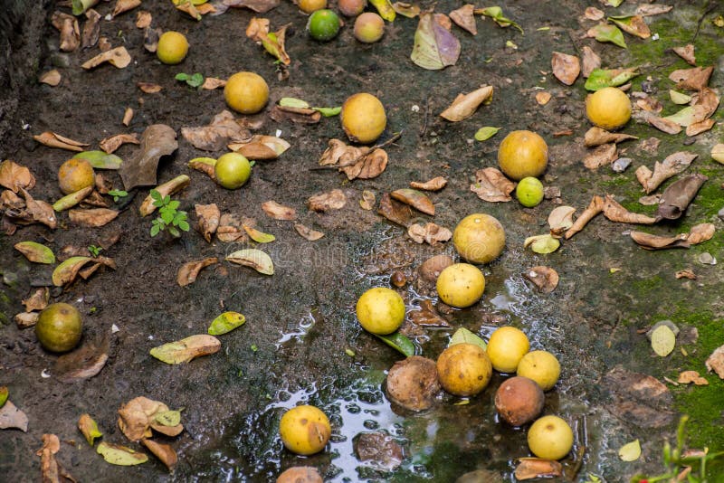 Ripe Lime Group Drop on the Floor. Stock Photo - Image of brown, moldy ...