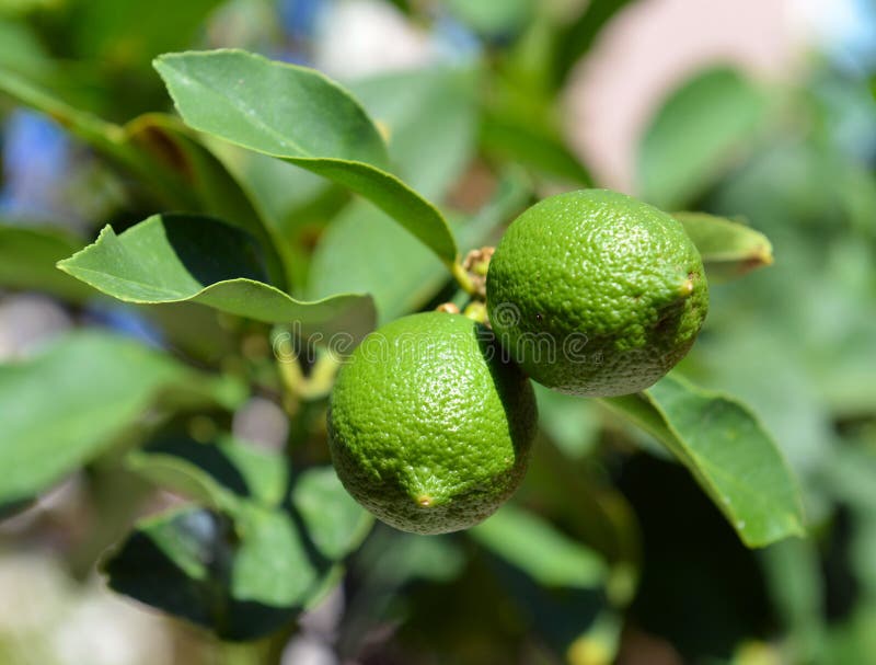 Ripe lime stock image. Image of tree, summer, branch - 32828907