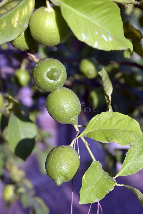 Ripe lime stock image. Image of nature, tree, citrus - 46296659