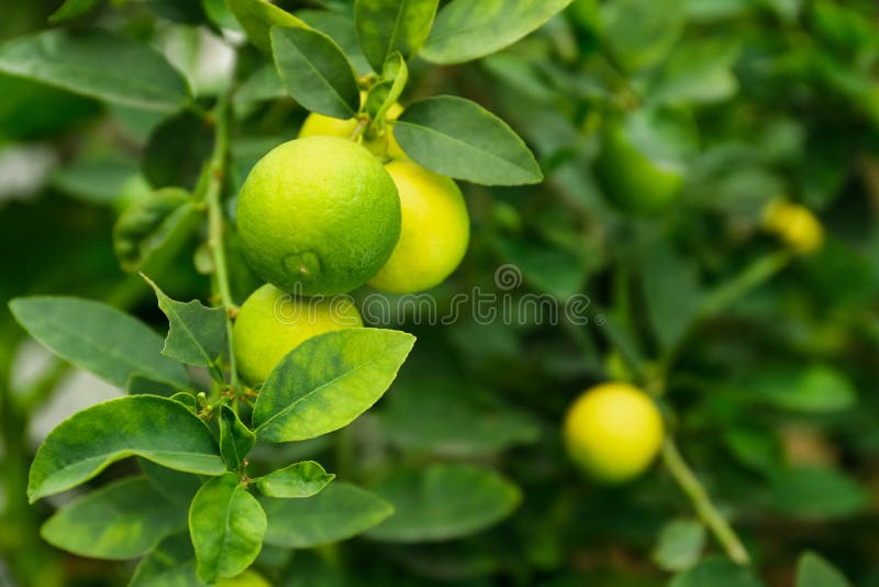 Ripe Limes Growing on Tree Branch in Garden, Closeup. Space for Text ...