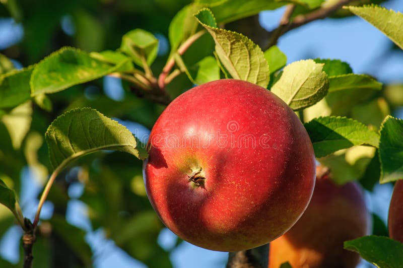 Ripe Liquid Red Apples Close-up on Apple Tree Branch Stock Photo ...