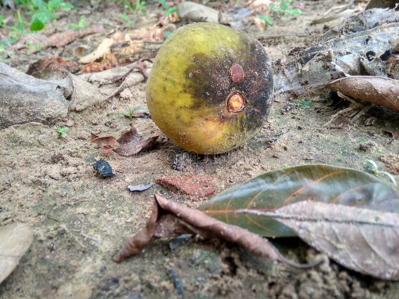 Ripe Lute Fruit Falls from the Tree Stock Photo - Image of lute, insect ...