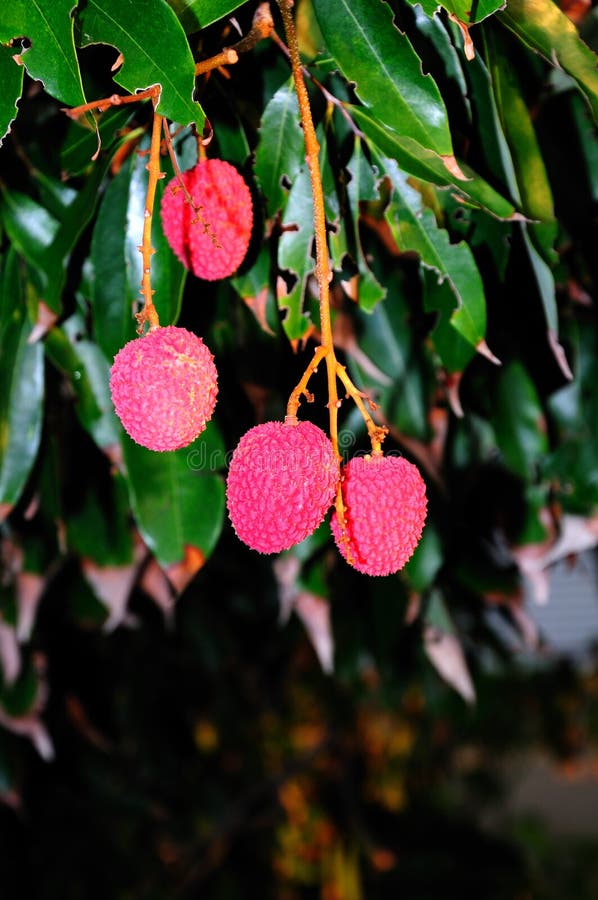 Ripe lychee fruit stock image. Image of lyche, leaves - 14814237
