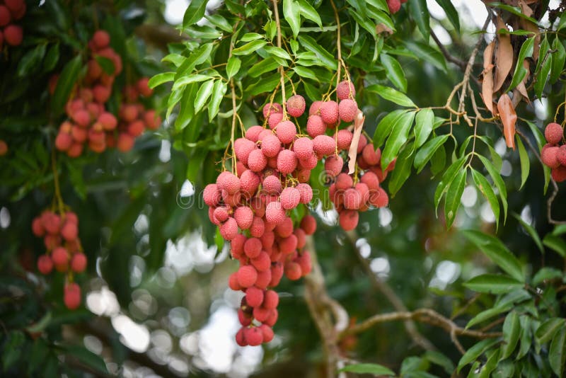 Lychee tropical fruit stock image. Image of leechee - 120140851