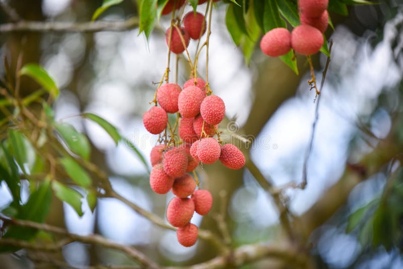 Thai Fruit Lychee Tropical Fruit Stock Photo - Image of litchee, berry ...