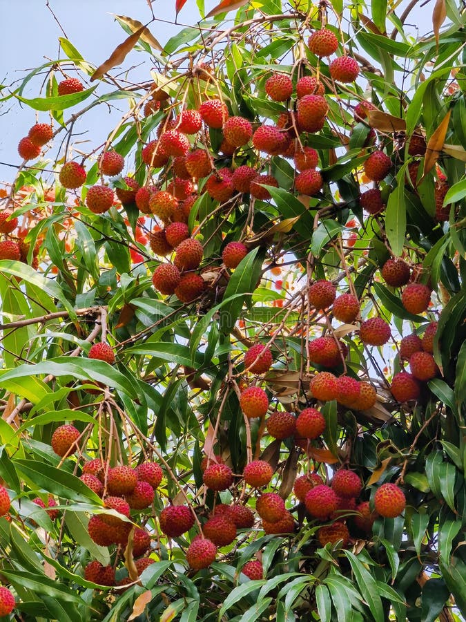 Ripe lychee fruits on tree stock image. Image of organic - 216574829