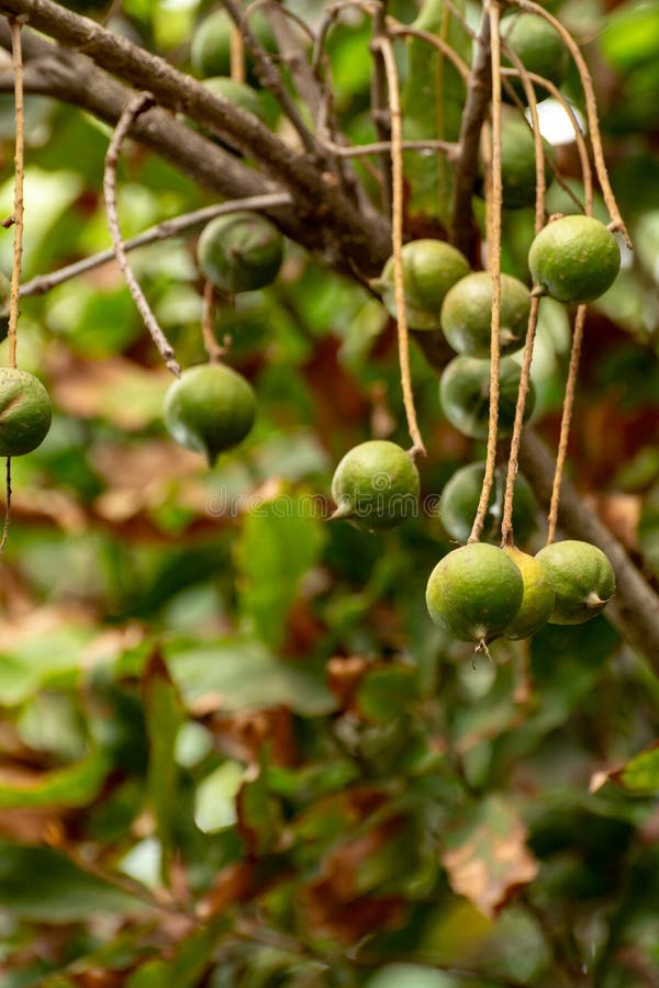 Ripe Macadamia Nuts Handing on Macadamia Tree Ready for Harvest Stock ...