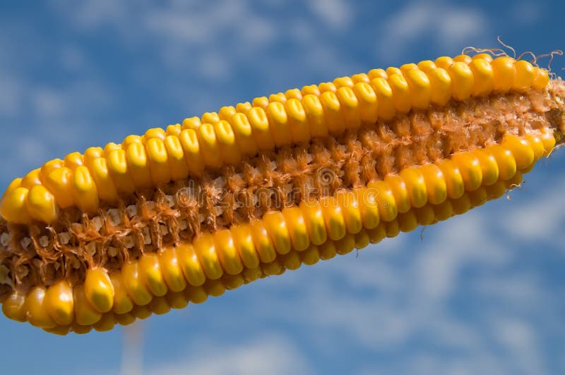 Ripe maize stock photo. Image of mais, blue, gold, modified - 18538278