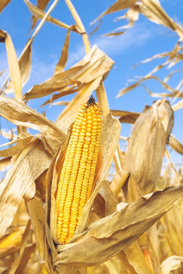 Ripe maize corn on the cob stock image. Image of agronomy - 44832015