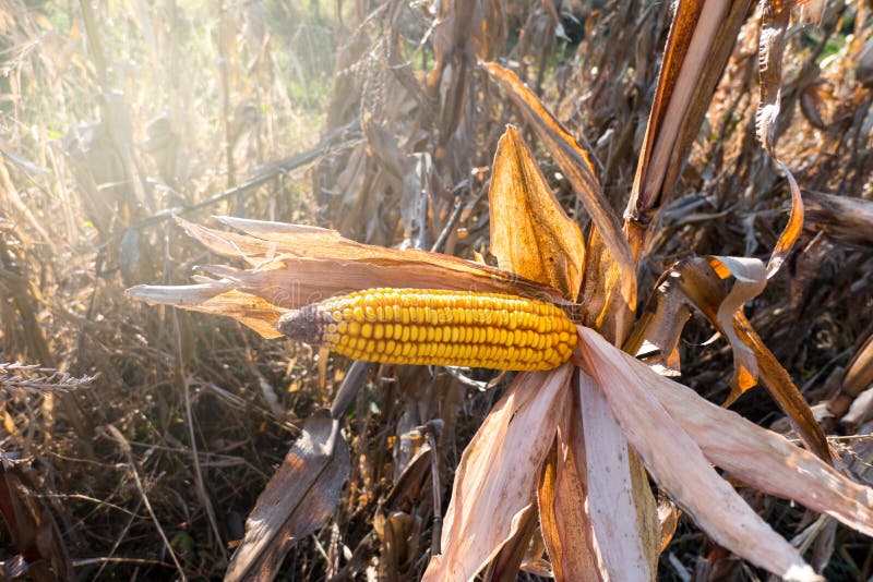 Ripe maize corn on the cob stock image. Image of grain - 164425063 Ripe maize corn on the cob stock image. Image of grain - 164425063