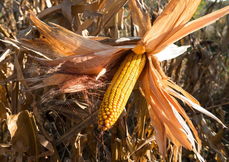 Ripe maize corn on the cob stock photo. Image of plantation - 161261640 Ripe maize corn on the cob stock photo. Image of plantation - 161261640