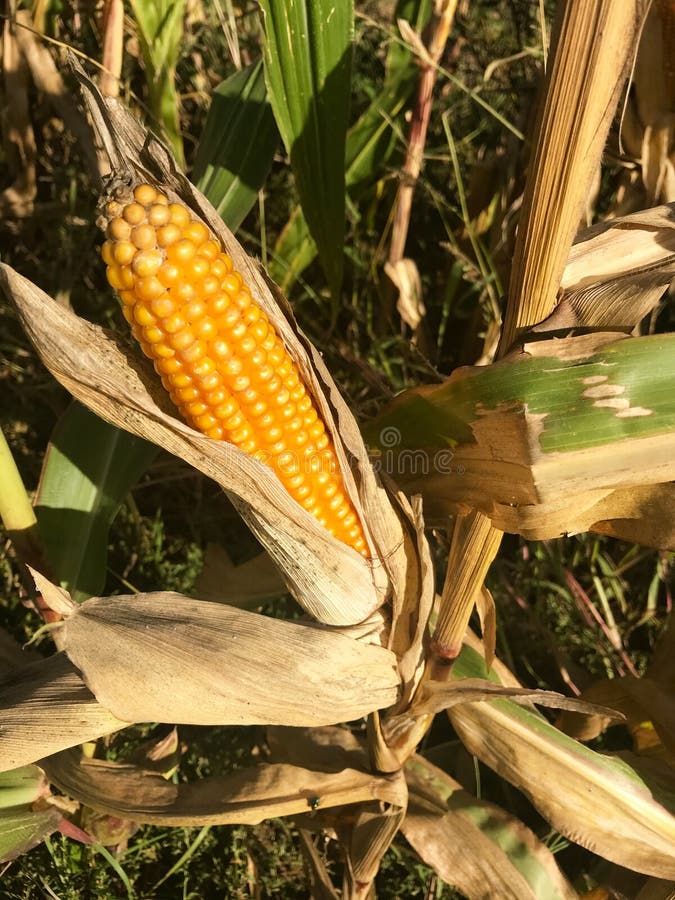Ripe Maize Ear In Cultivated Agricultural Corn Field Ready For Harvest ...