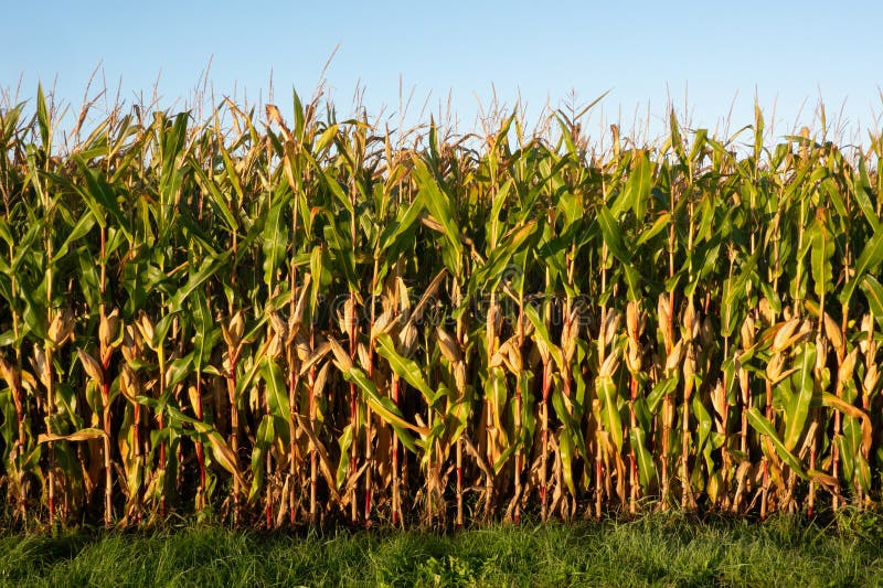 Ripe Maize crop stock photo. Image of crop, blue, corncobs - 339021256