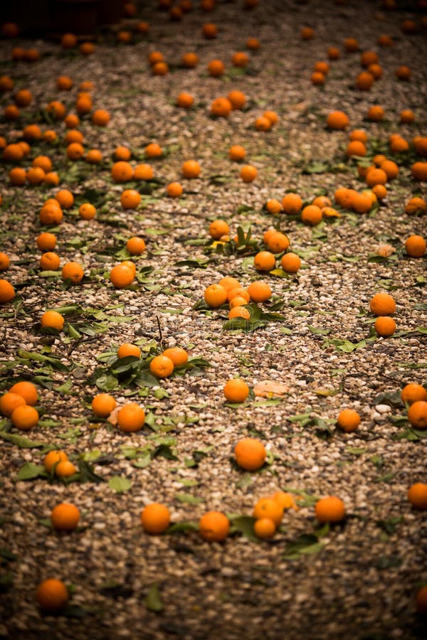 Ripe Mandarin Oranges Lying on the Ground Stock Photo - Image of ...