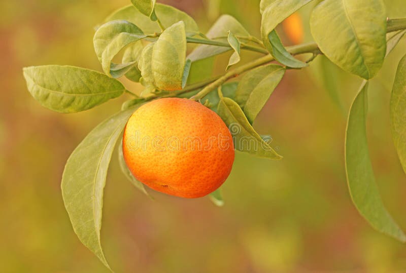 Ripe Mandarin on a Tree Branch Stock Photo - Image of juicy, orange ...