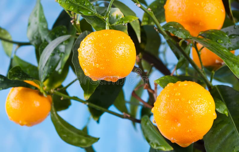 Ripe Mandarin on a Tree Branch Stock Image - Image of nature, meal ...