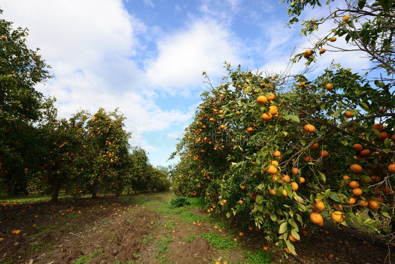 Mandarin Farm in Laughtondale, NSW Stock Image - Image of mandarin ...