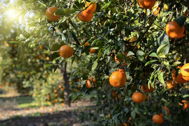 Mandarin tree stock image. Image of freshness, farm, flora - 18355317