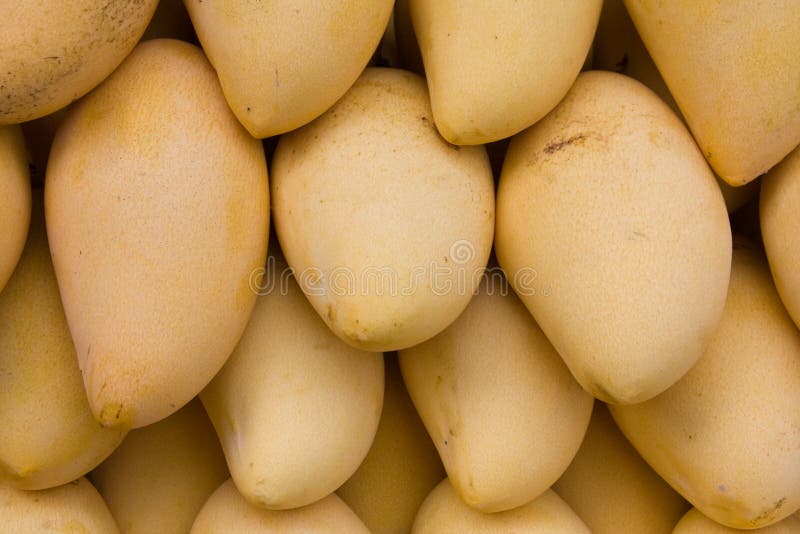 Ripe mango stock image. Image of citrus, organic, nature - 11495387