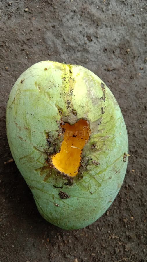 Ripe Mango with Bat Bite Marks Stock Photo - Image of mango, marks ...