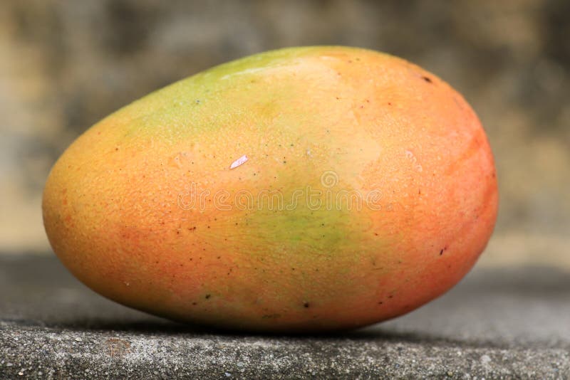 Ripe mango stock image. Image of nature, colored, sweet - 59860537