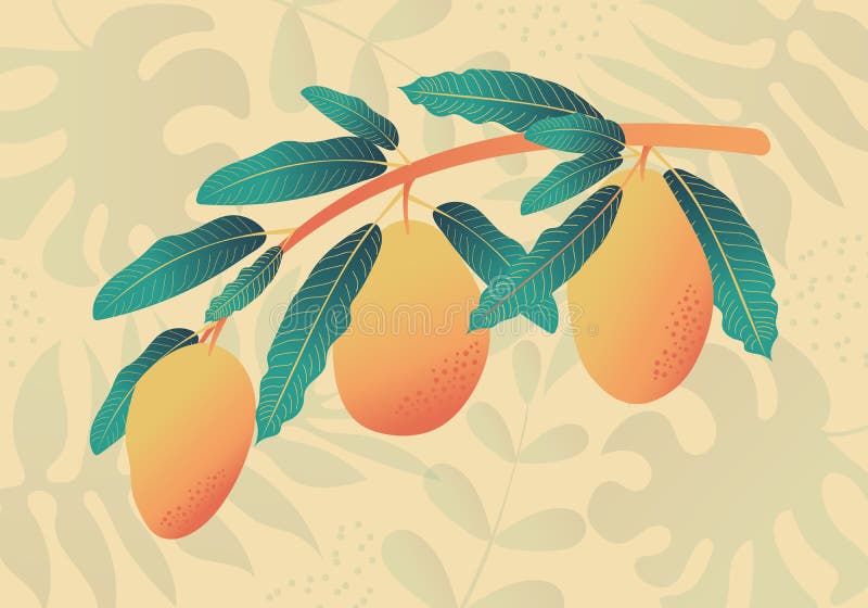 Mangoes Ripe Stock Illustrations – 482 Mangoes Ripe Stock Illustrations ...