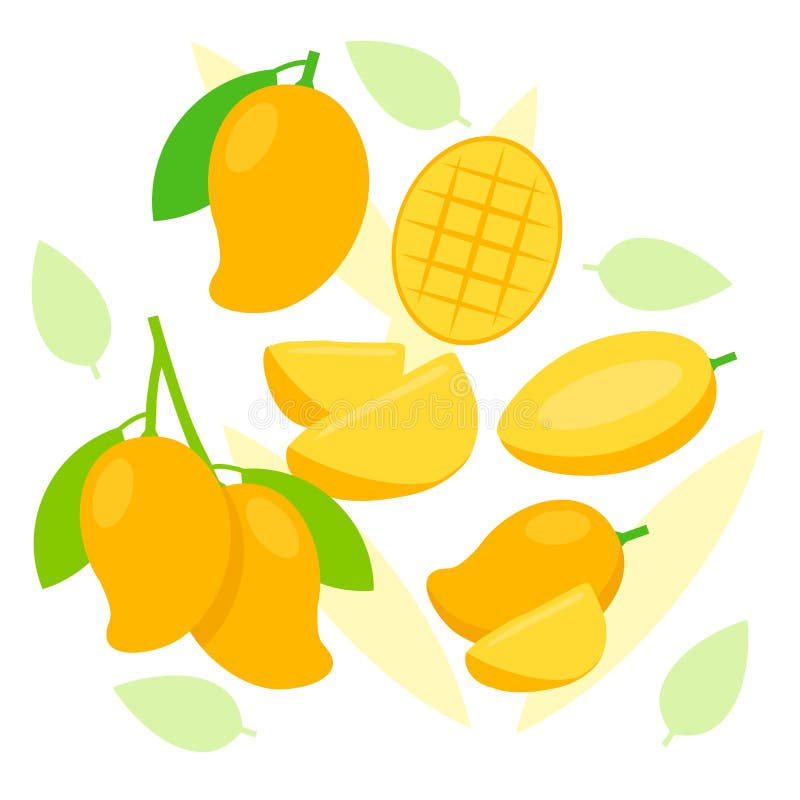 Mangifera Indica Stock Illustrations – 67 Mangifera Indica Stock ...