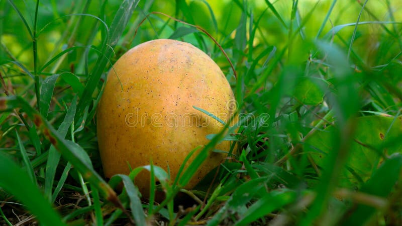 A Ripe Mango Falling from a Tree. Enhances the Beauty of Nature Stock ...