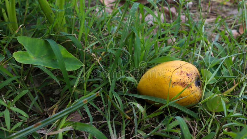 A Ripe Mango Falling from a Tree. Enhances the Beauty of Nature Stock ...