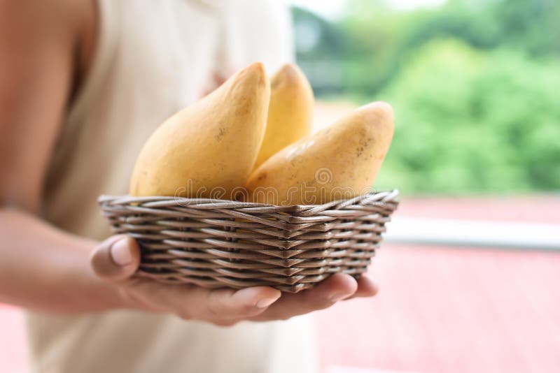 Ripe mango fruit in basket stock photo. Image of thai - 95323522