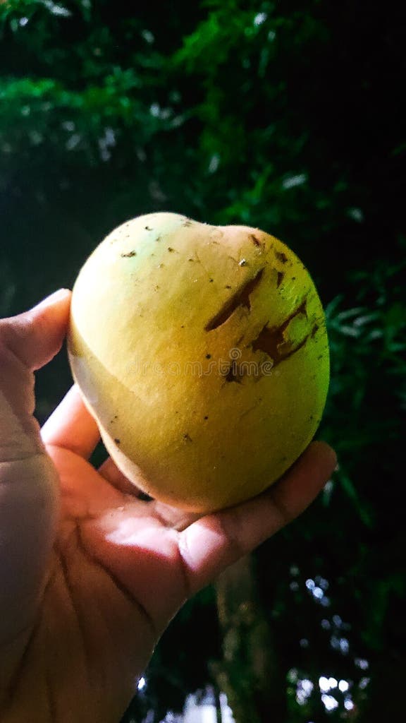 Ripe Mango Fruit that Has Just Fallen from the Tree, Visible Scratches ...