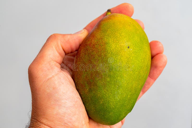 Ripe Mango Fruit Hold in White-skinned Human Hand Under White ...