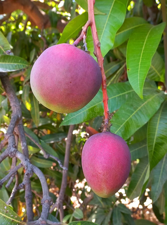 Ripe Mango Fruit on the Tree Stock Photo - Image of branch, tree: 283331602