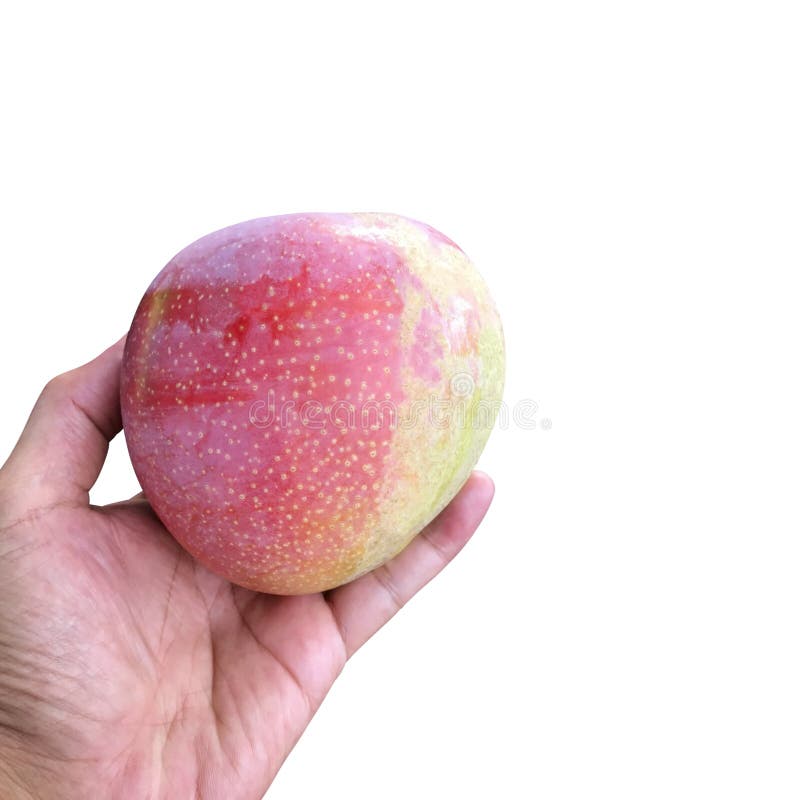 Ripe Mango in Hand Isolated on White Background Stock Photo - Image of ...