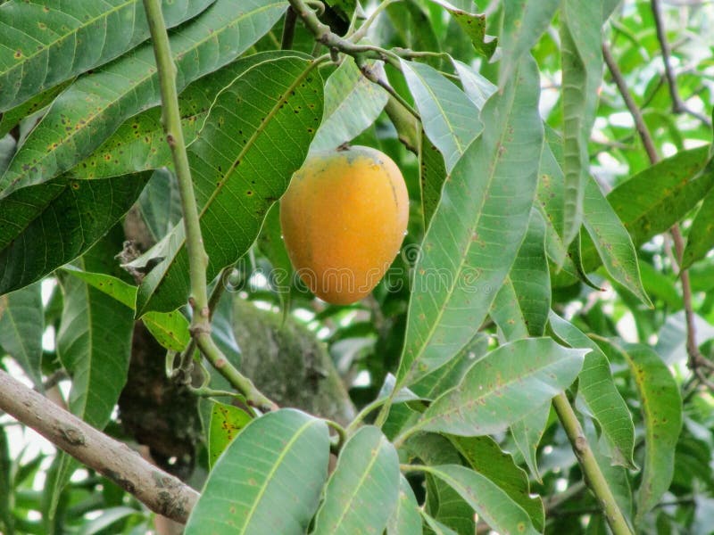 Ripe Mango in Close-up on the Mango Tree Stock Photo - Image of morning ...