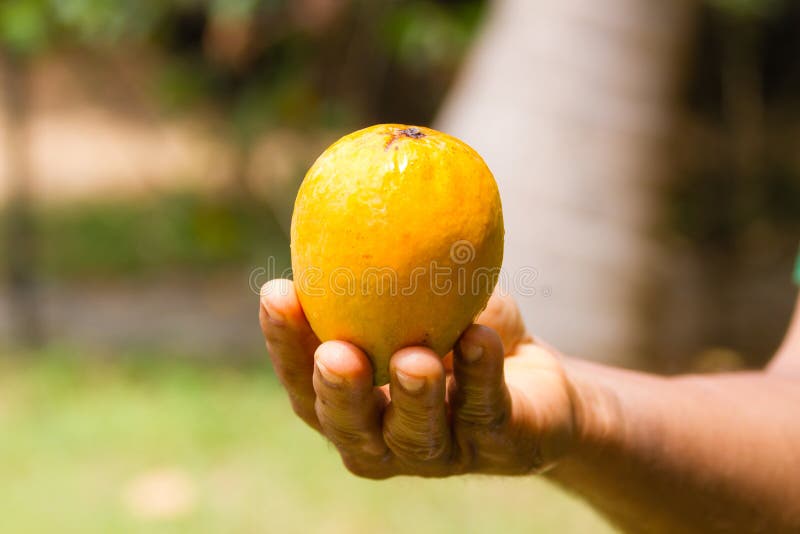 Ripe Mango in Indian Hand. stock image. Image of food - 92227353