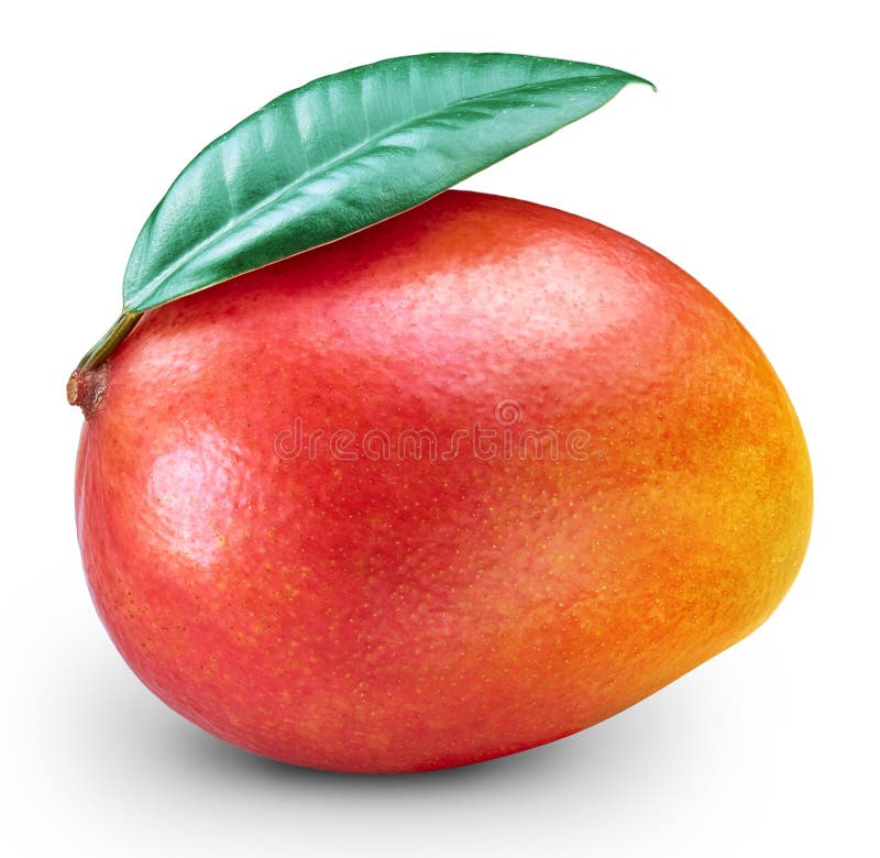 Ripe mango isolated stock photo. Image of tropical, gourmet - 104935546