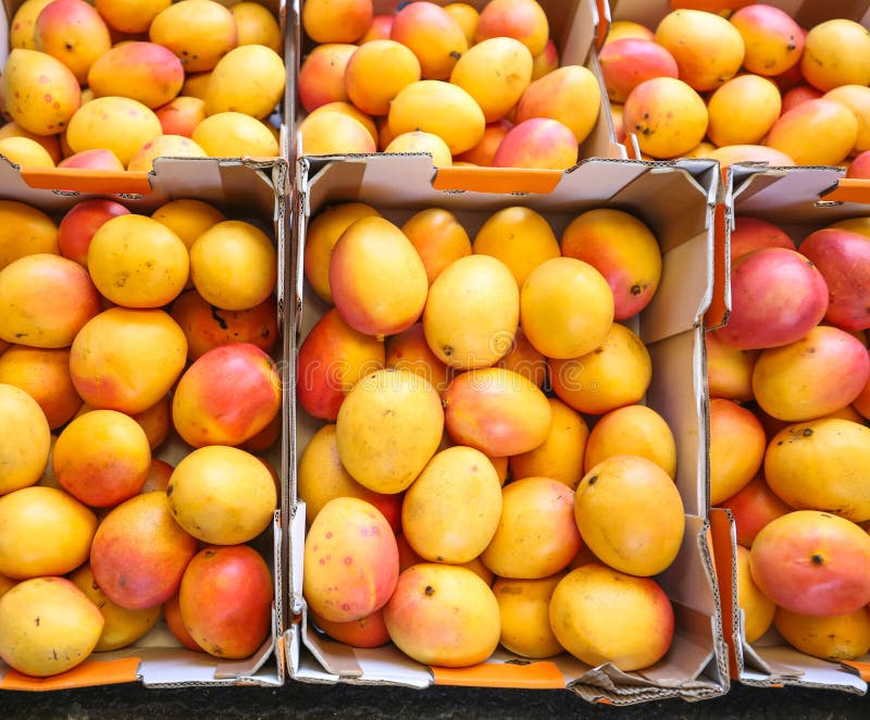 Ripe mango at local market stock photo. Image of healthy - 182309898