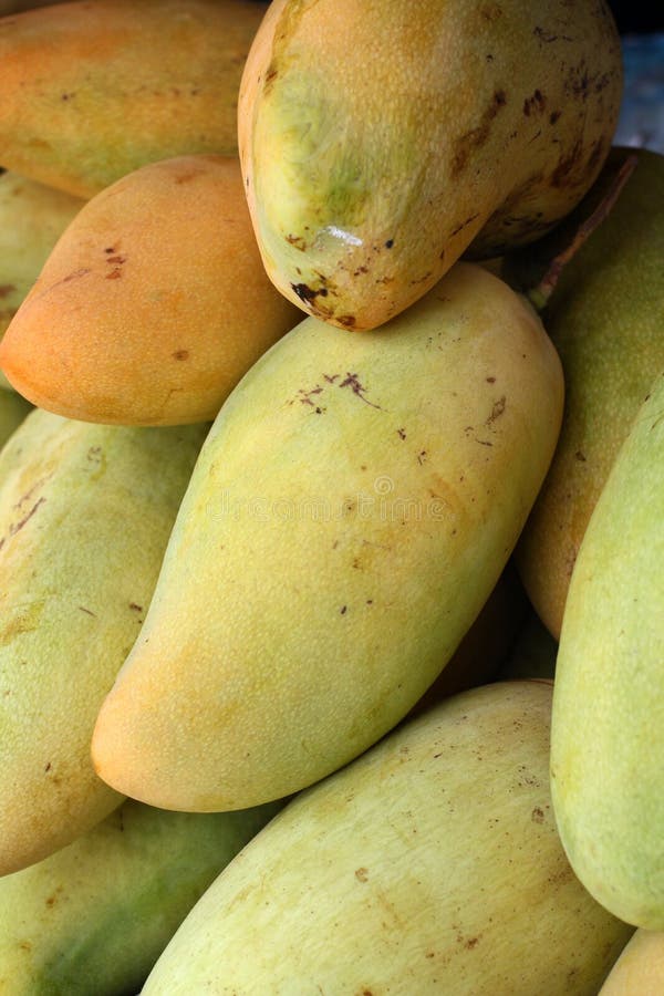 Ripe mango. stock photo. Image of ripe, tropical, sweet - 35220636