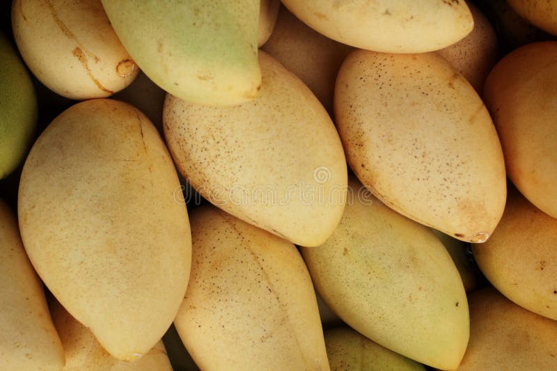 Ripe mango. stock image. Image of food, fresh, tropical - 35220647