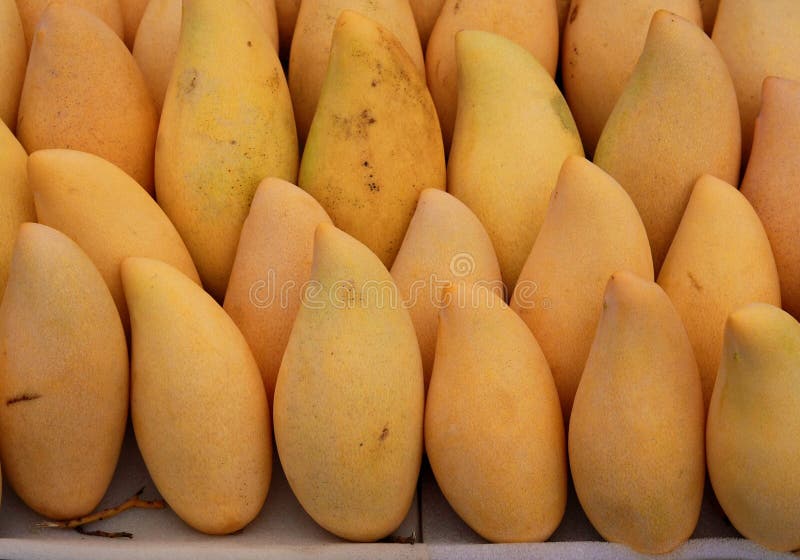 Mango from Thailand stock photo. Image of central, white - 53941086