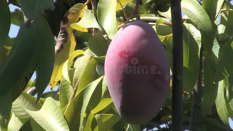 Mango in a mango tree stock footage. Video of mangoes - 297009296